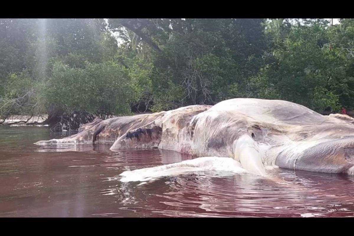 Encuentran extraño animal no identificado | Metro