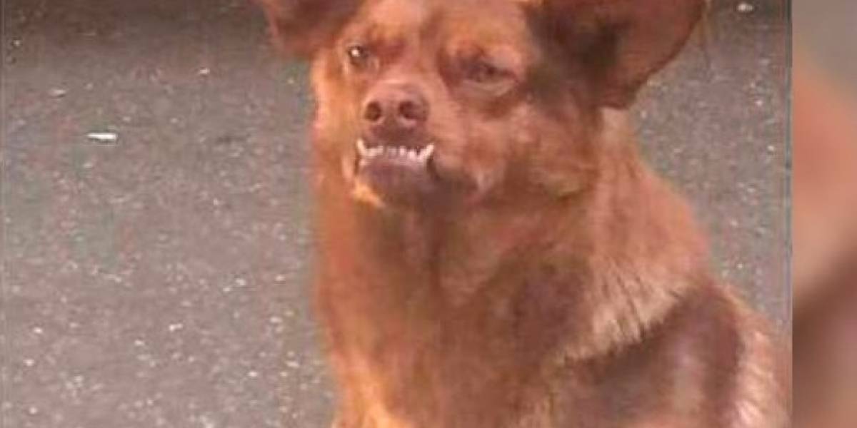 Chilaquil, el verdadero origen del perro más famoso de México ...