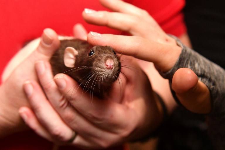 ¡Tómate un café acariciando ratas!: Así es el extraño local de moda en EEUU