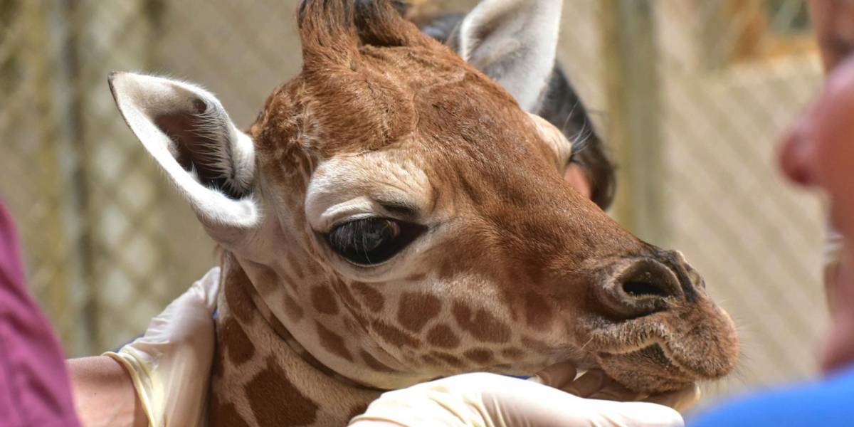 Jirafa bebé lucha por su vida en el zoológico de Maryland | Publimetro ...