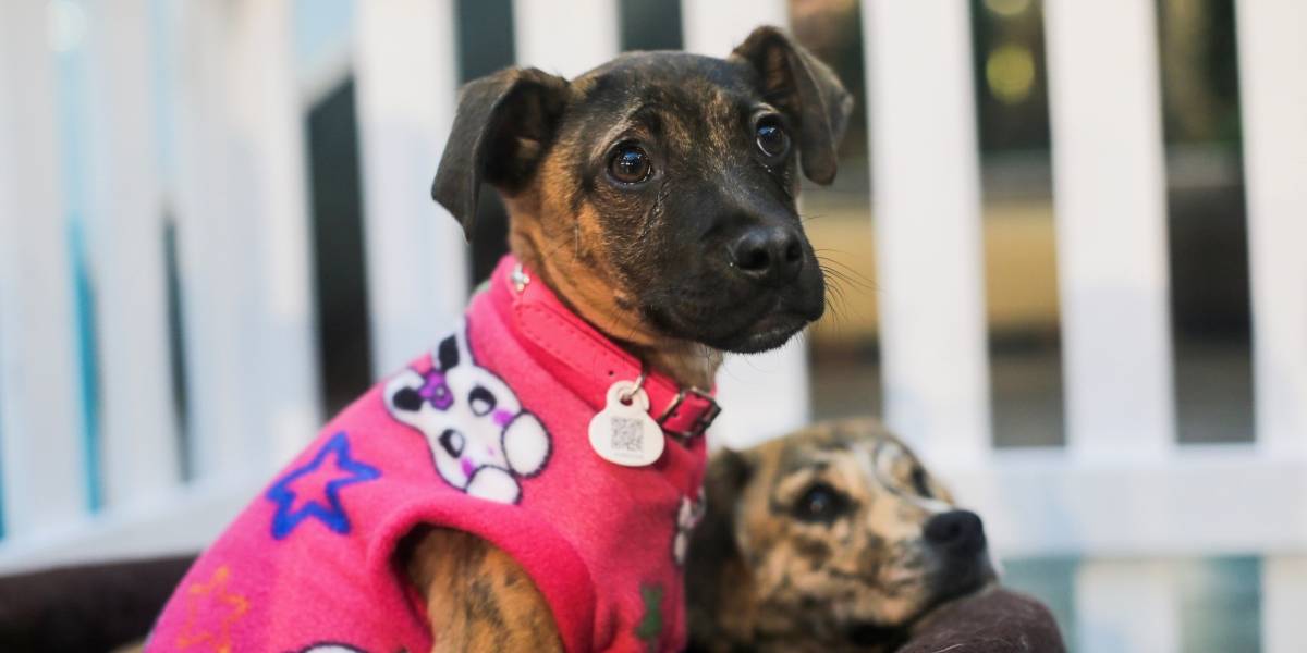 Día del perro callejero: Estos famosos han adoptado y rescatado ...