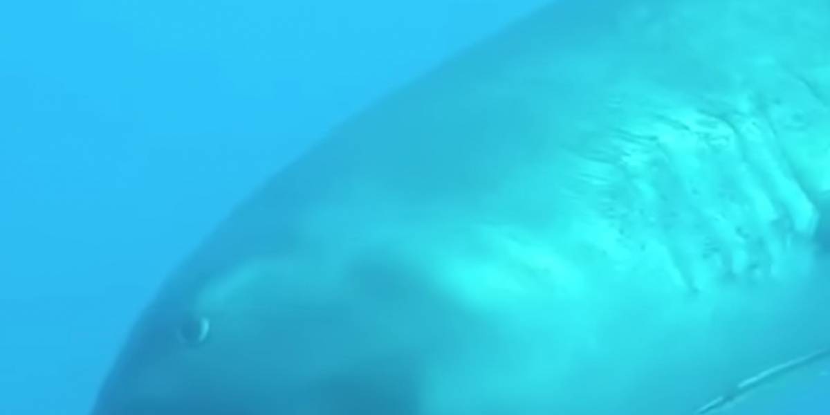 Hallazgo único: así es el desconocido tiburón "monstruo" que habita en ...
