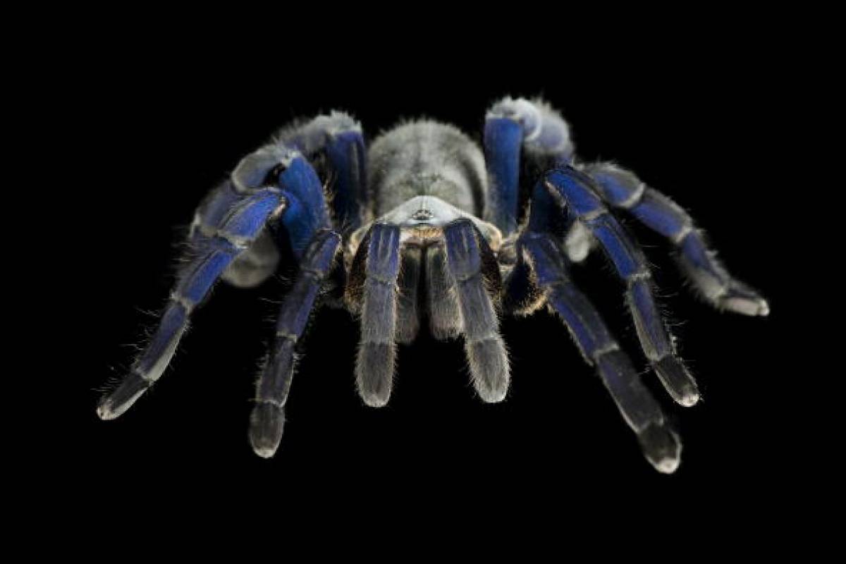 Filman a una extraña especie de tarántula azul | Metro Ecuador