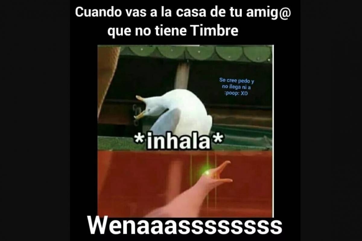 Este es el origen del meme de la gaviota *inhala* y estos son los ...