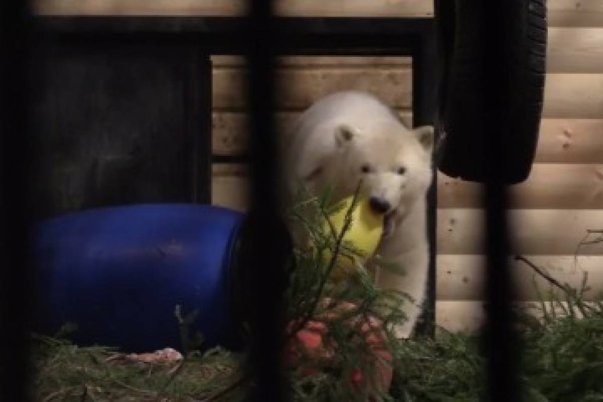 Rusia: Este adorable oso polar se divierte en un nuevo hogar | Metro