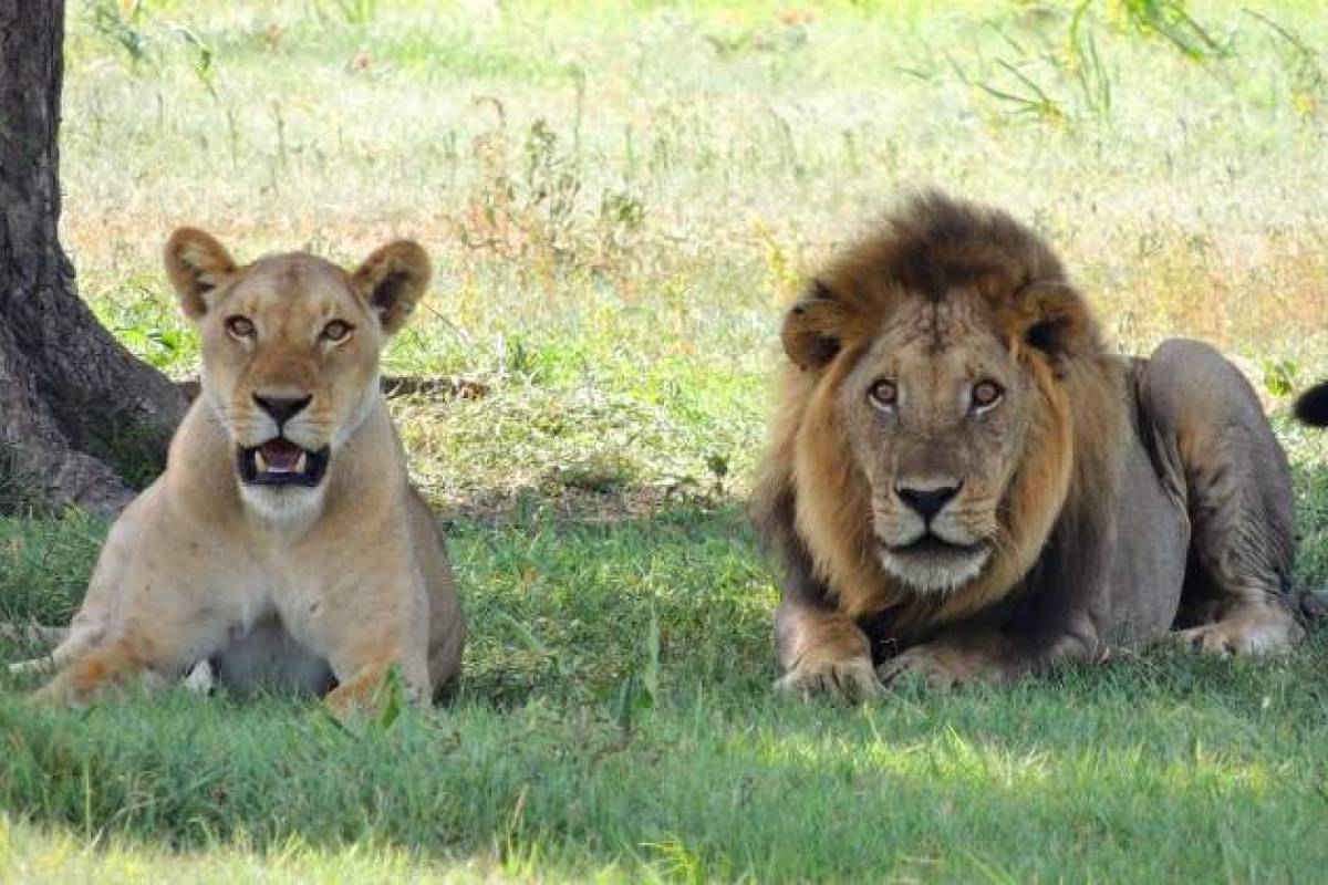 El "rey de la selva" perdió su trono: la leona demuestra es quien manda ...