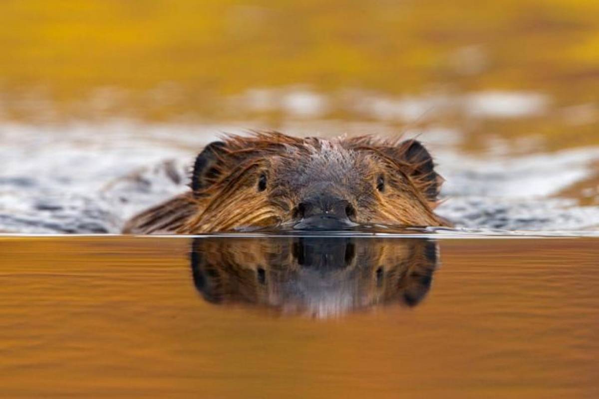 Ubuntu 18.04 se llamará "Bionic Beaver" en honor a los trabajadores del ...