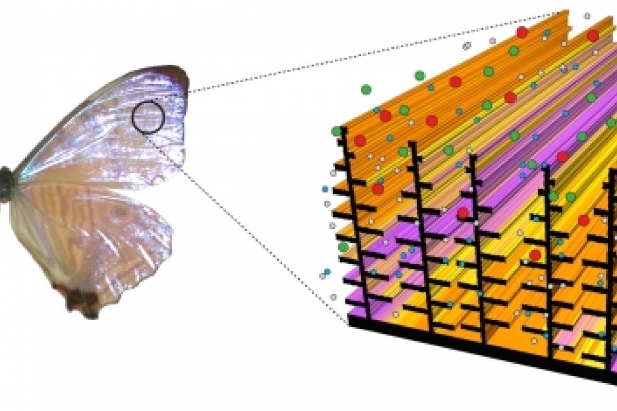 Investigan desarrollar sensores inspirados en organismos biológicos