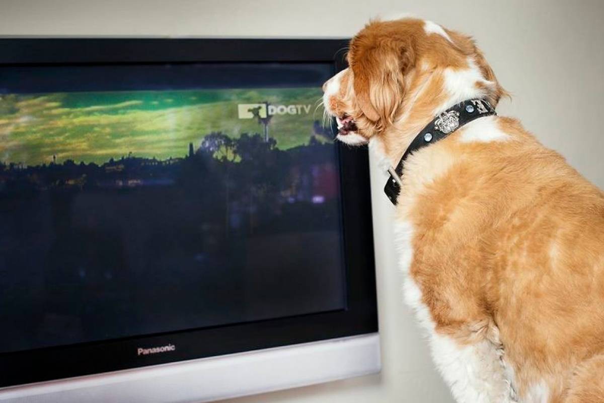 Ahora tu perro contará con un canal dedicado de televisión