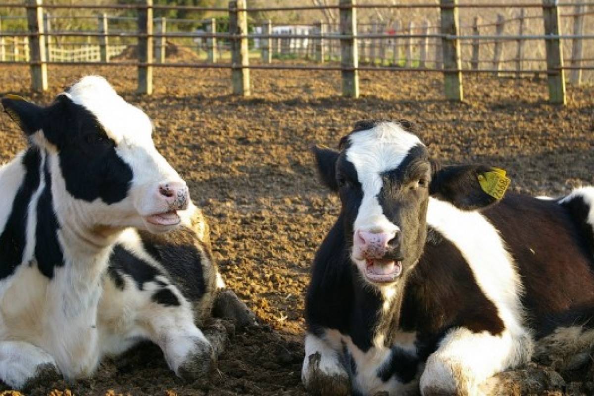 Vacas modificadas genéticamente producen leche hipoalergénica