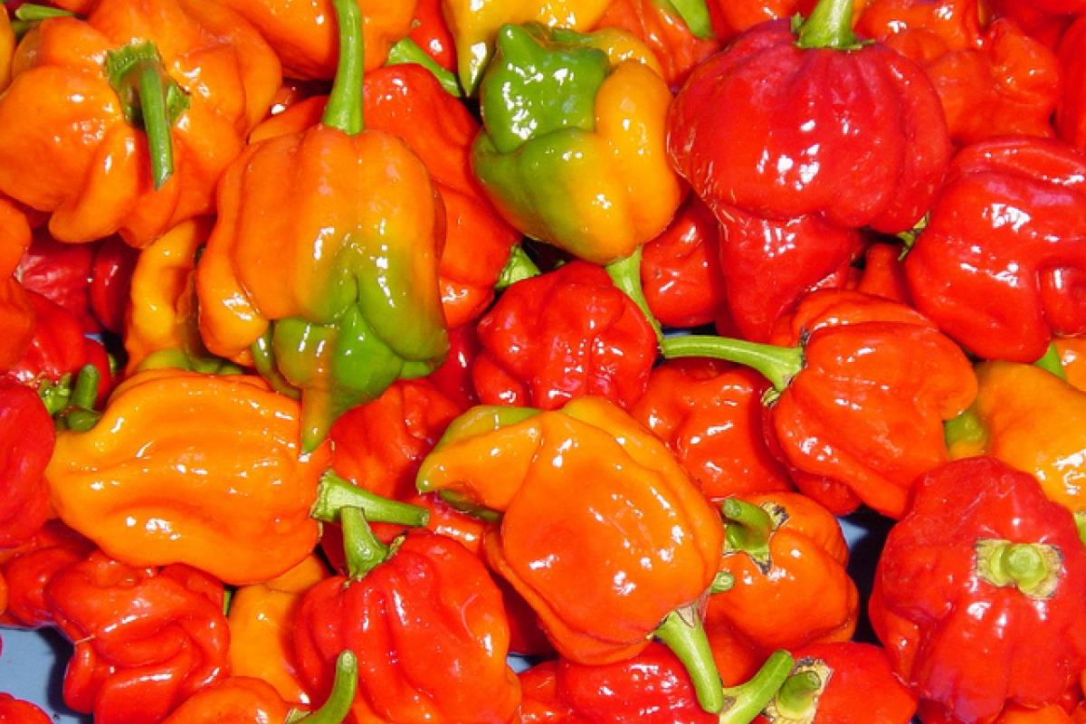 Australianos crean el ají más picante del mundo y es casi incomible