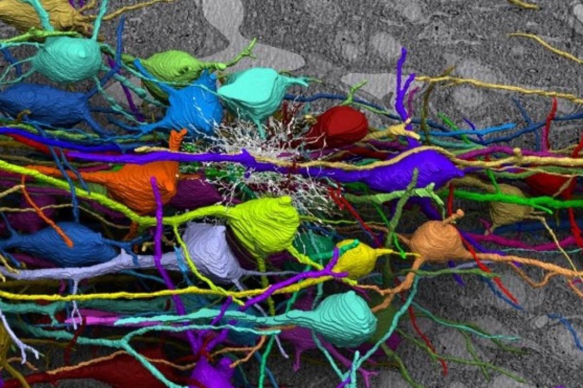 Científicos suecos crean neuronas artificiales capaces de conectarse ...
