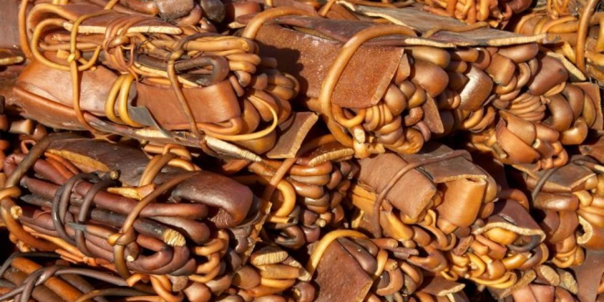 ¿No te gusta? Acá el por qué deberías incluir el cochayuyo en tu dieta ...