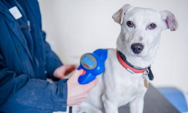 Todos los perros con chip electrónico para 2016 en Inglaterra - VeoVerde
