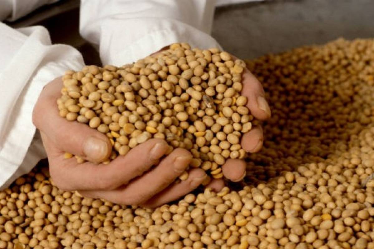 La soya y sus beneficios - Sabrosía | Nueva Mujer