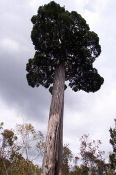Guía de árboles: Alerce - VeoVerde