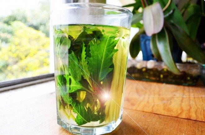 El epazote y sus propiedades medicinales - VeoVerde | Nueva Mujer