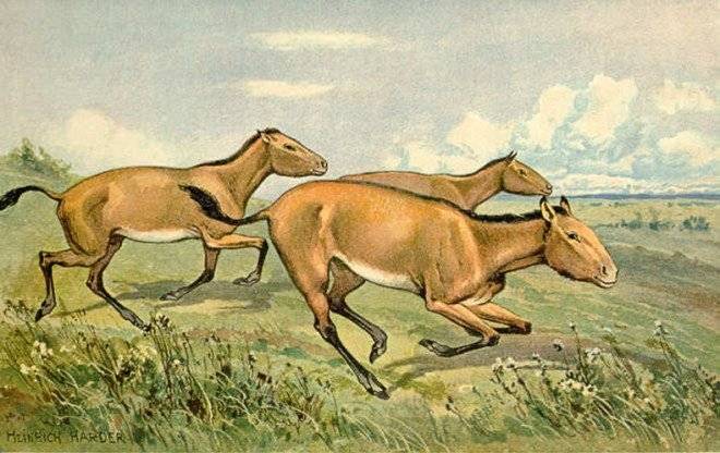 La larga historia del Pony: 56 millones de años de evolución - VeoVerde ...