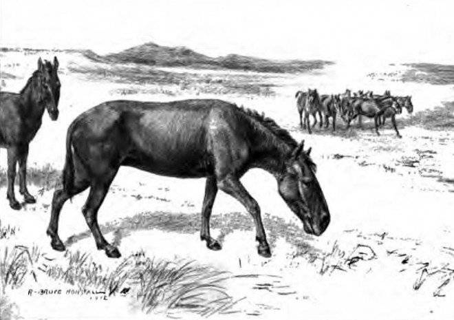 La larga historia del Pony: 56 millones de años de evolución - VeoVerde ...