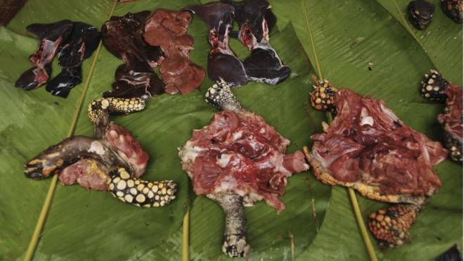 El licuado de rana y otras actividades ilegales amenazan la ...