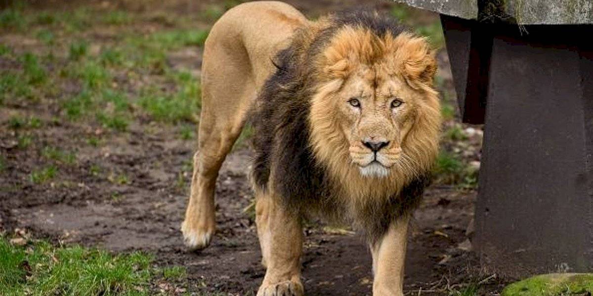 Hombre muere atacado por sus propios leones, los que crió desde ...