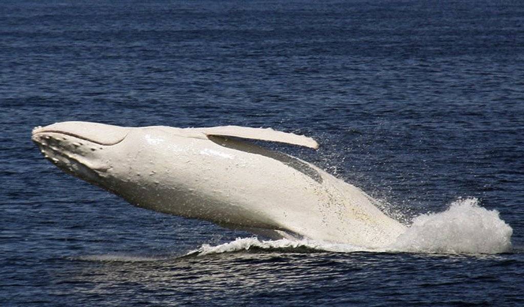 Migaloo, la ballena jorobada blanca [Animales Fantásticos] - VeoVerde ...