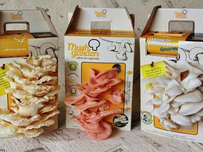Un kit para cultivar setas gourmet en casa - VeoVerde – Nueva Mujer