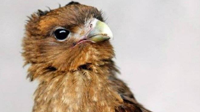 Zoológico Nacional rescata a un tiuque bañado en alquitrán - VeoVerde ...