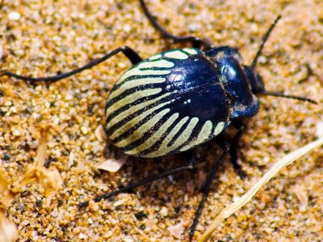 Chilenos encuentran nuevas especies de insectos y arácnidos en el norte ...