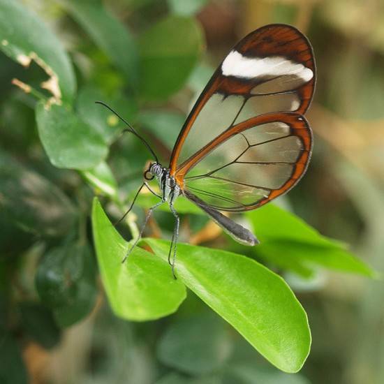 LA FOTO DEL DÍA: Greta, la mariposa de alas transparentes - VeoVerde