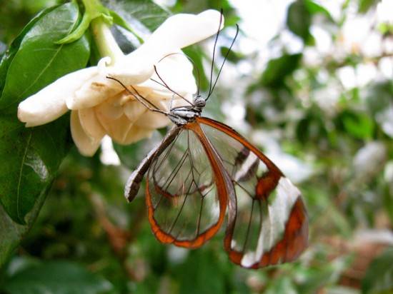 LA FOTO DEL DÍA: Greta, la mariposa de alas transparentes - VeoVerde