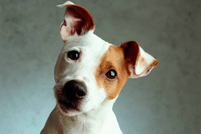 Una teoría de por qué los perros giran su cabeza cuando les hablamos ...