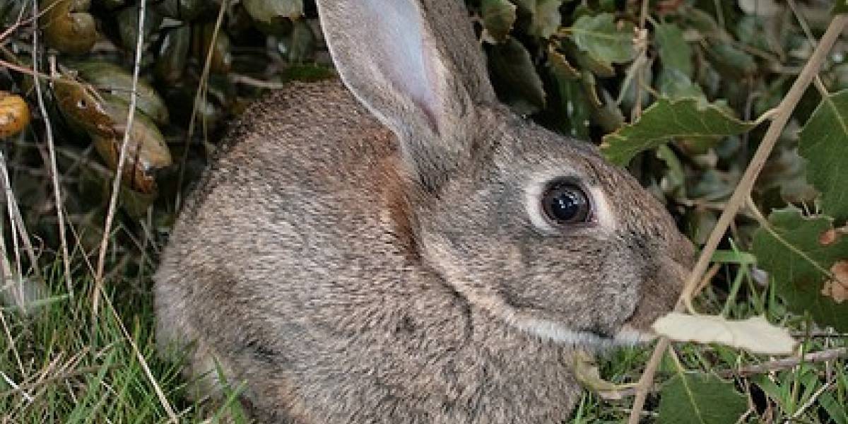 ¡Hoy comienza mi año! El del conejo - Belelú | Nueva Mujer