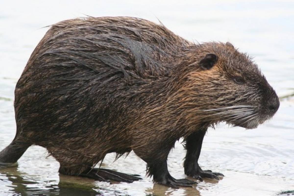 Coipo, el roedor nativo más grande de Chile [Animales Fantásticos ...