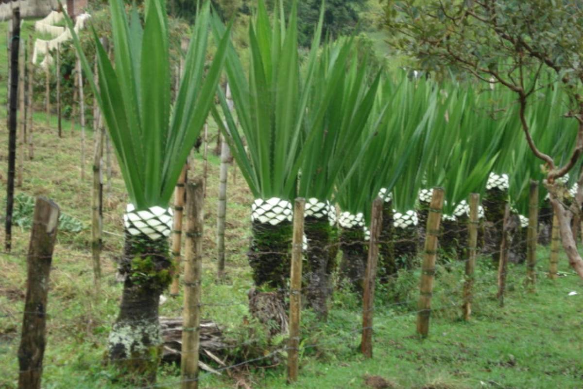 Fibra de fique - VeoVerde | Nueva Mujer