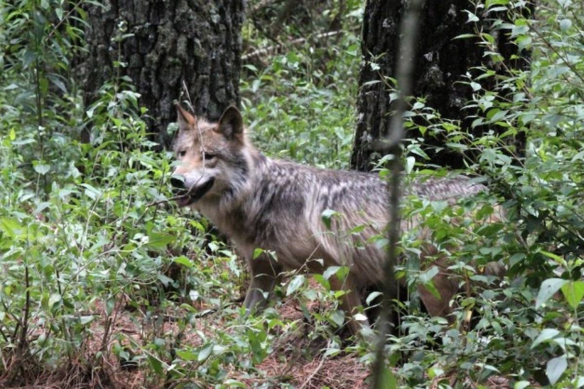 Nuevos esfuerzos para la conservación del lobo gris mexicano - VeoVerde ...