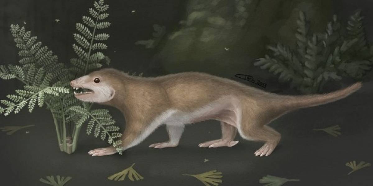 Encuentran fósil de proto-mamífero de 165 millones de años - VeoVerde ...