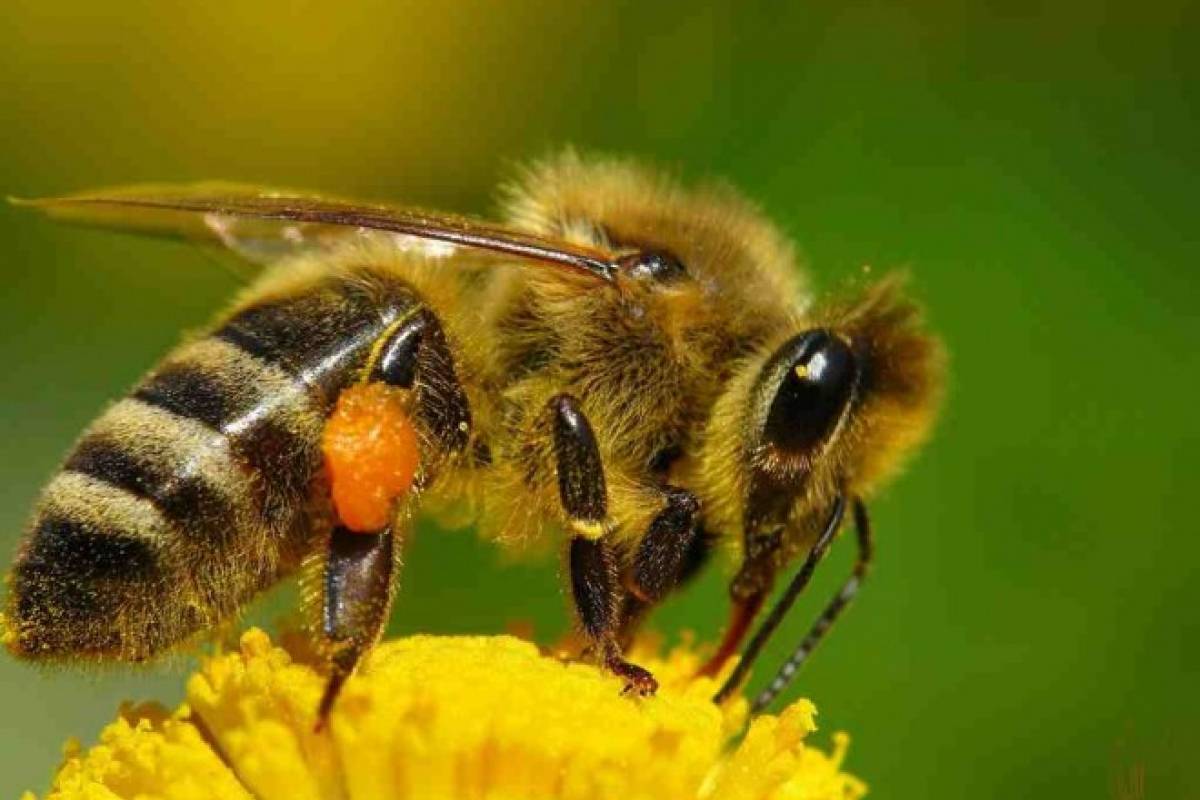 Video en cámara lenta muestra abeja melífera mientras bebe agua ...