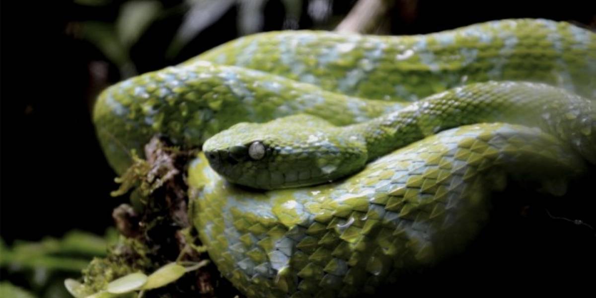 La hermosa nauyaca de árbol bicolor [Animales Fantásticos] - VeoVerde ...