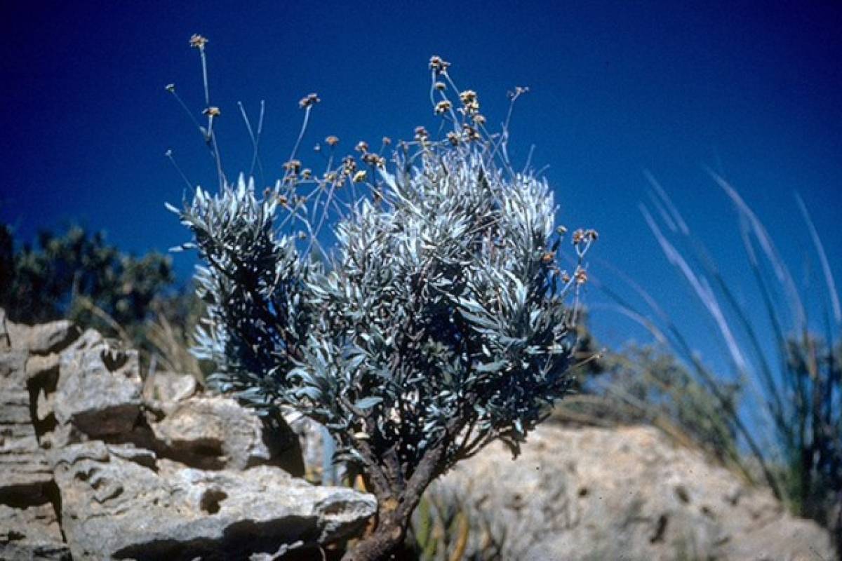 Guayule y el cuachalalate, plantas anticancerígenas - VeoVerde | Nueva ...