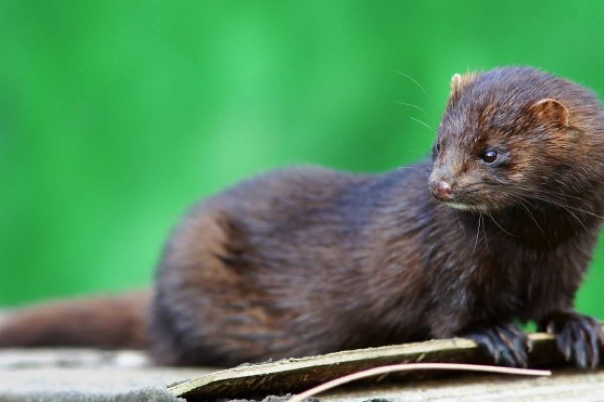 Un visón es salvado de ser un abrigo y disfruta el agua por primera vez ...