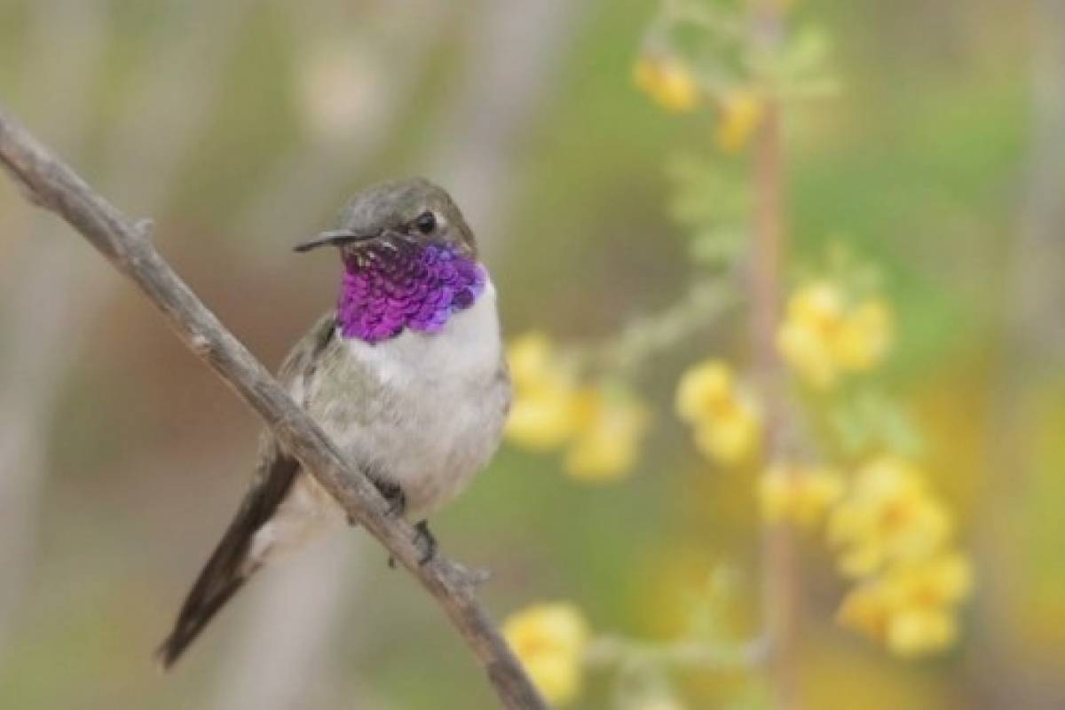 Picaflor de Arica, el ave más amenazada de Chile - VeoVerde | Nueva Mujer