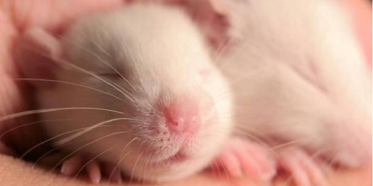 Óvulos creados con piel de rata: Curiosa técnica de fertilidad ...