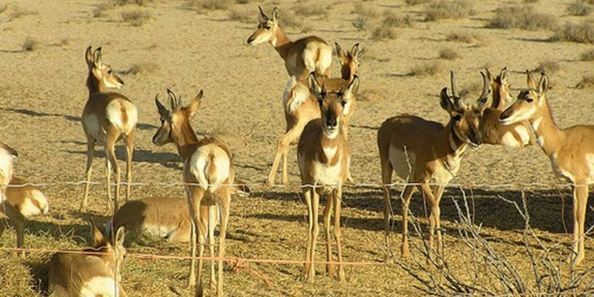México: Se recupera, poco a poco, la población de berrendo - VeoVerde ...