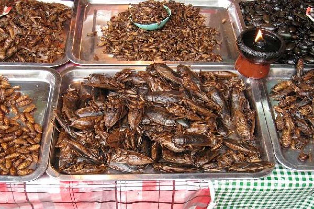 1/3 de los insectos que se conocen son comestibles y buenos para la ...