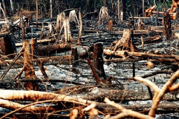 Ecocidio | trejoberumenjimena