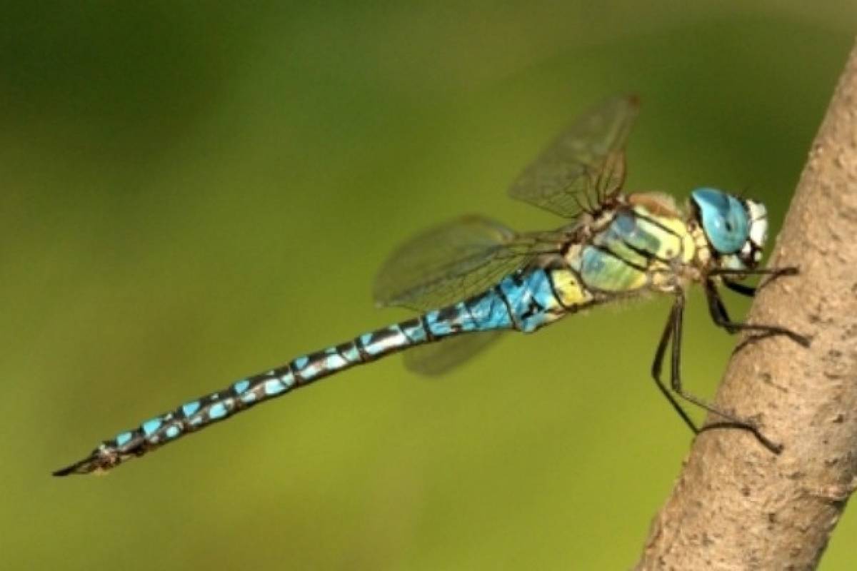 Video: Libélula herida se alimenta a mano - VeoVerde | Nueva Mujer