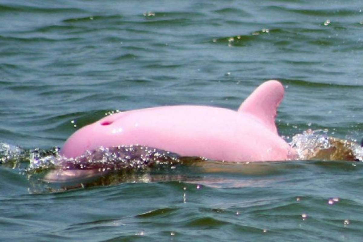 Extraño ejemplar de delfín rosado estaría preñada - VeoVerde | Nueva Mujer