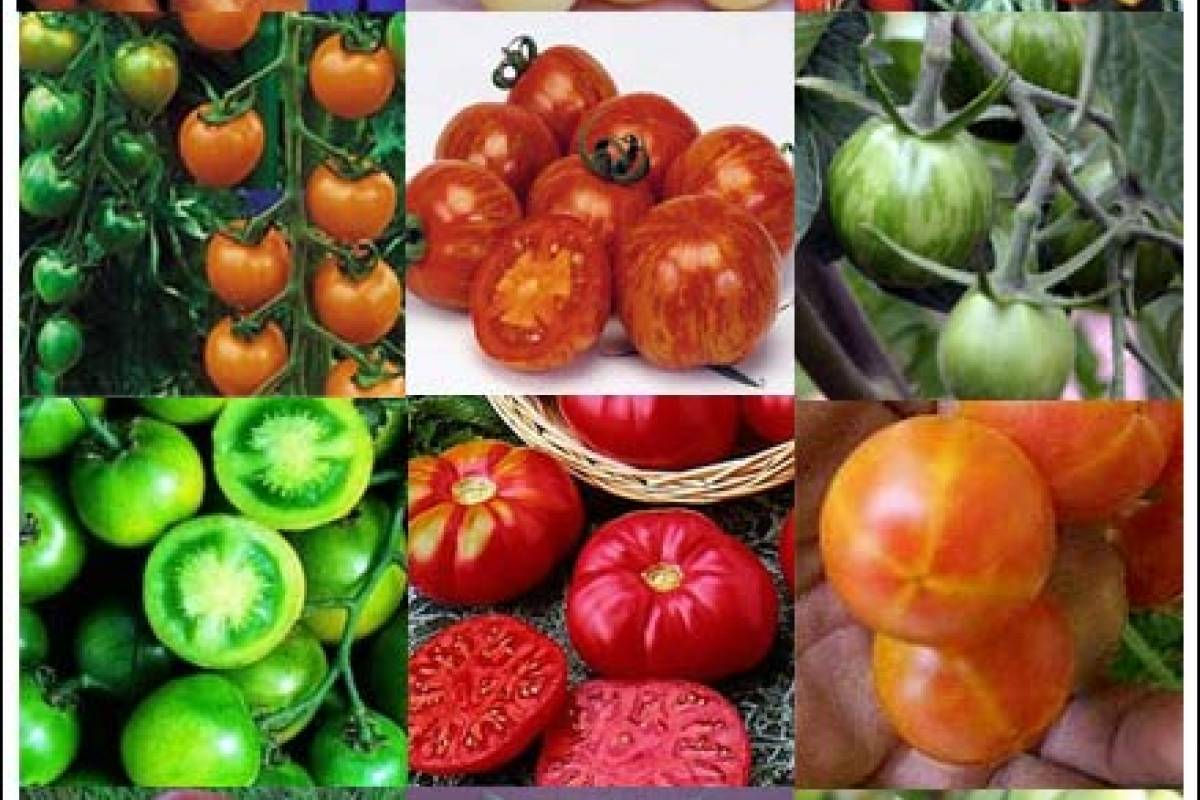 Tomates de colores - VeoVerde | Nueva Mujer