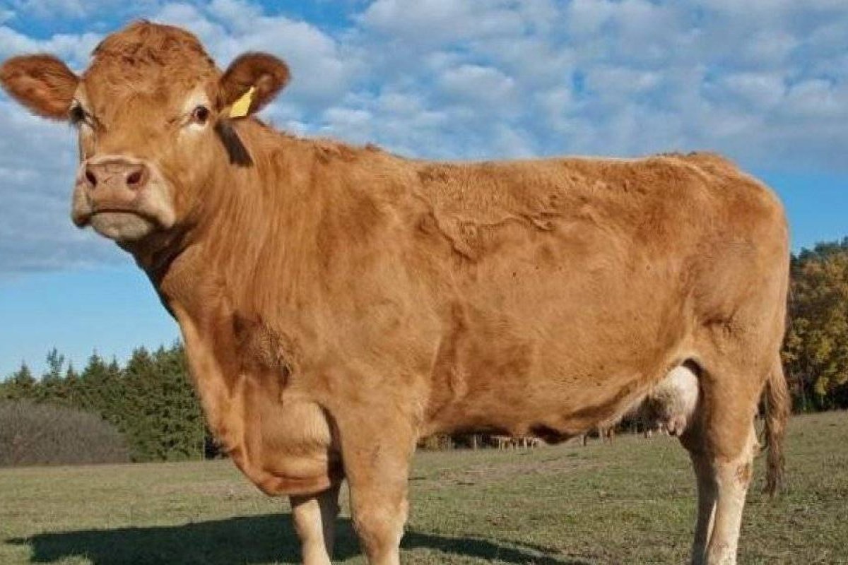 A incrível história da vaca que escapou do matadouro e agora vive ...